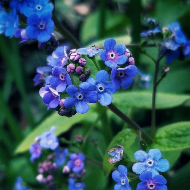 Telegram channel "Flowers" — @flowersbynatali — TGStat